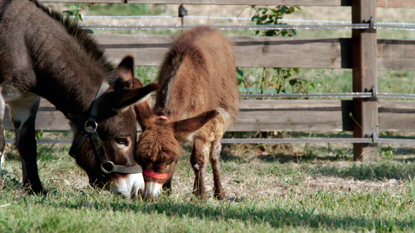 Bonnets d'âne et bourricots, la vérité sur les ânes | Morgane