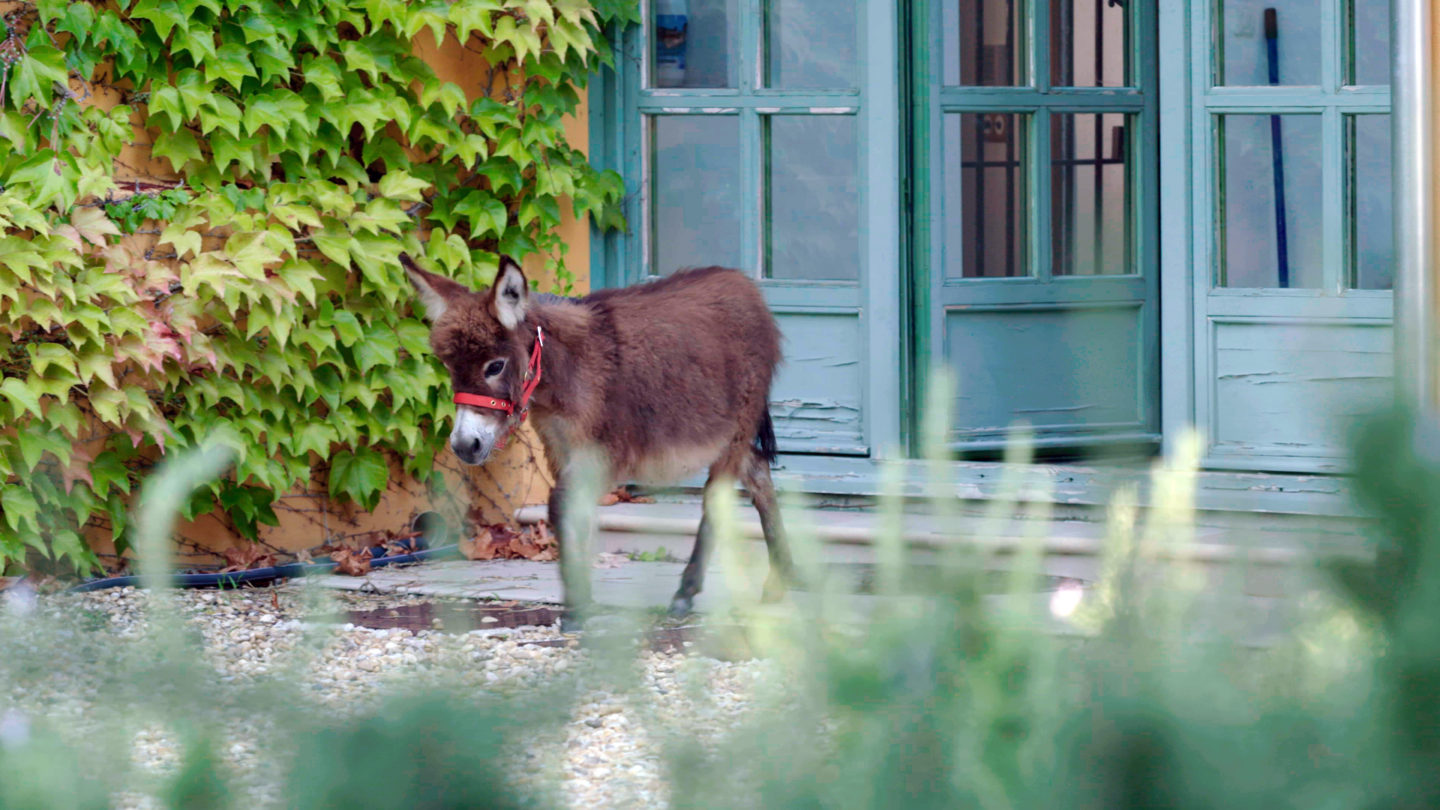 Bonnets d'âne et bourricots, la vérité sur les ânes | Morgane
