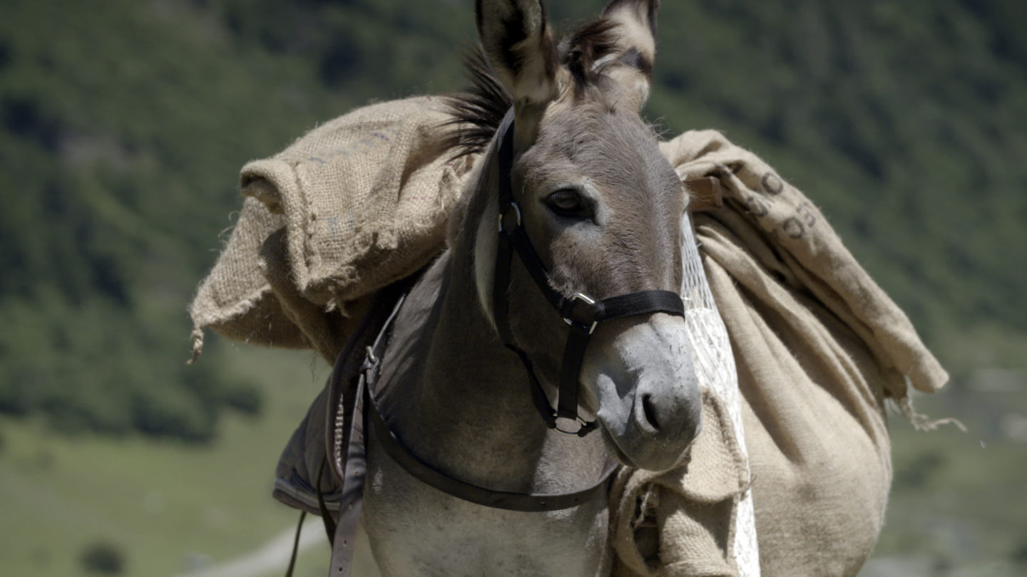 Bonnets d'âne et bourricots, la vérité sur les ânes | Morgane